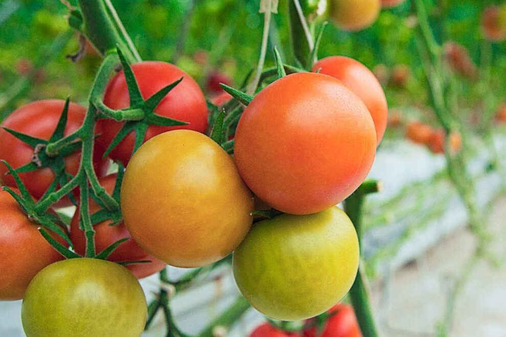 Our Story - CRJ Produce